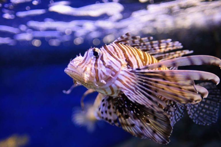 Meet the Fish that Swim Upside Down - Tynemouth Aquarium