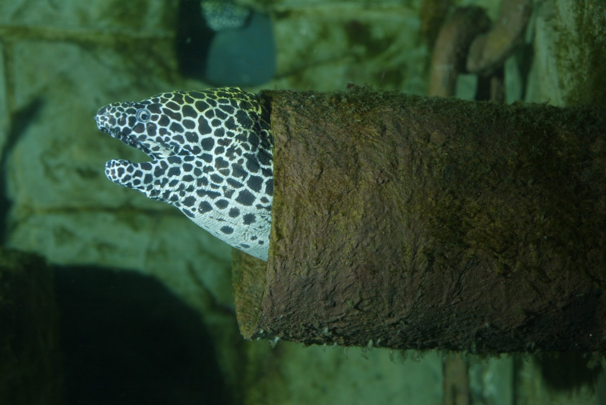 Tesselate Moray Eels | Animals | Discover | Tynemouth Aquarium
