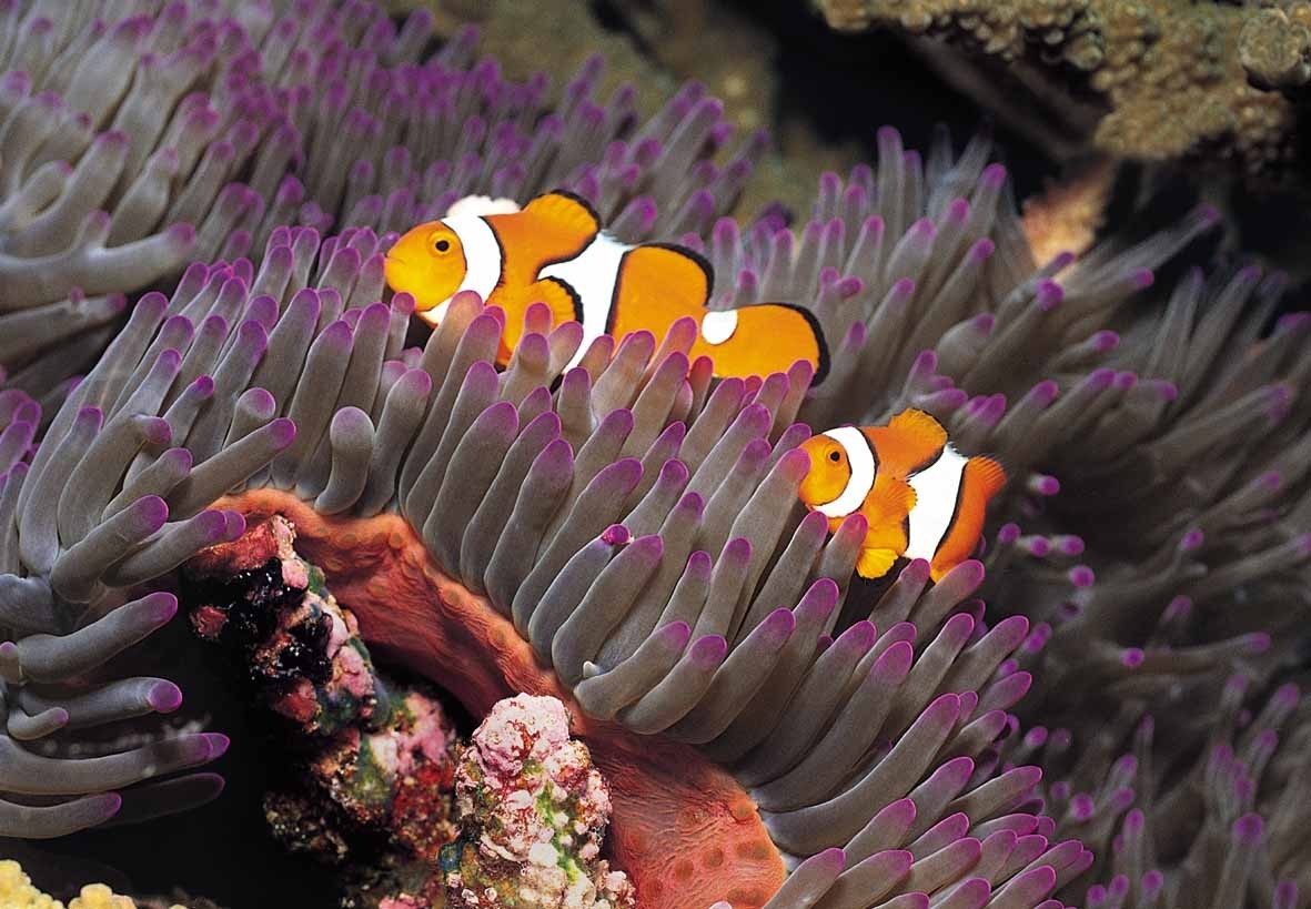 Tropical Seas - Tynemouth Aquarium