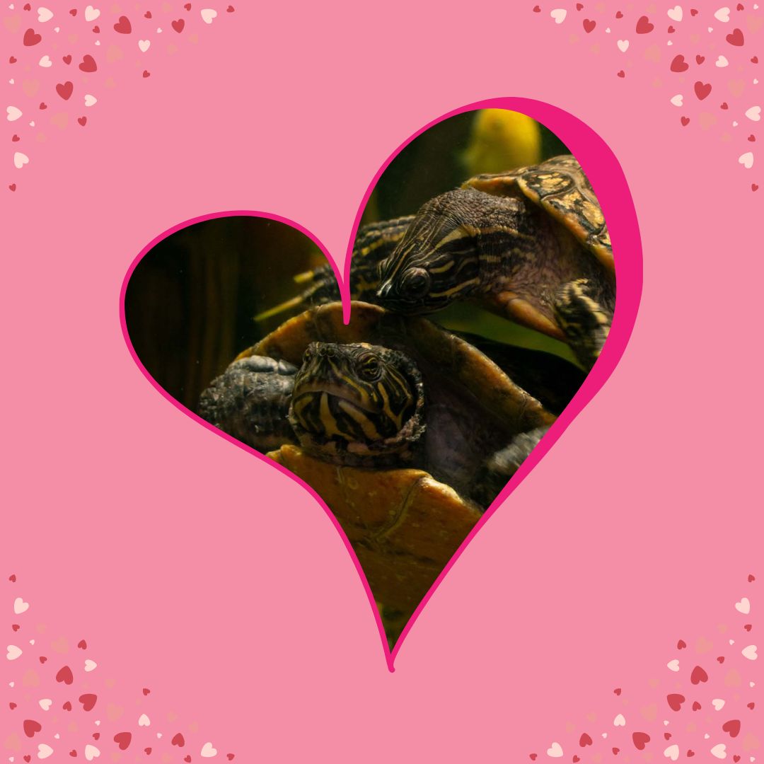Six Ray-mantic Fish Facts To Impress Your Date - Tynemouth Aquarium