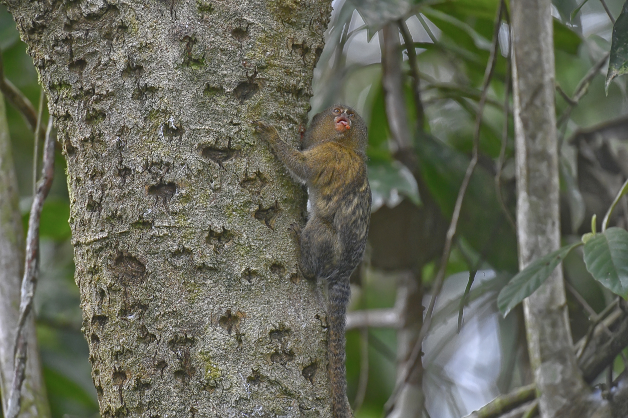 What is a Marmoset? Everything You Need to Know - Tynemouth Aquarium