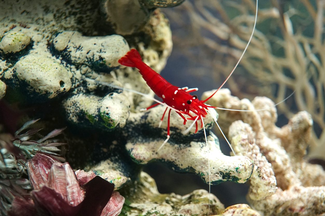 Cleaner Shrimp: The Cleaners of the Sea! - Tynemouth Aquarium