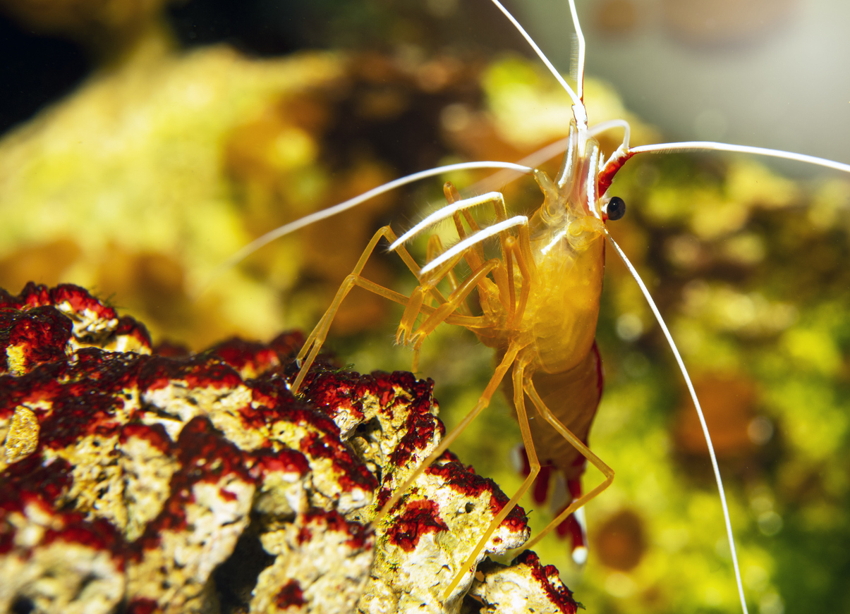 Cleaner Shrimp: The Cleaners of the Sea! - Tynemouth Aquarium