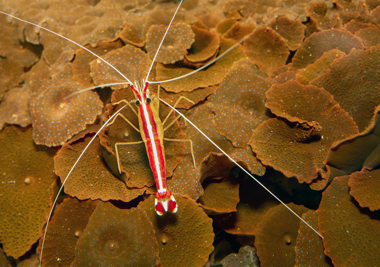 Cleaner Shrimp: The Cleaners of the Sea! - Tynemouth Aquarium
