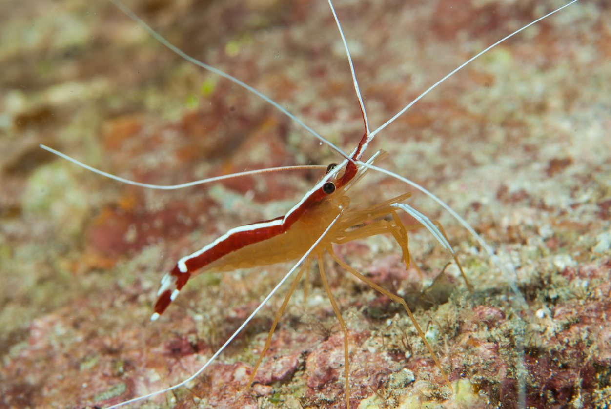 Cleaner Shrimp: The Cleaners of the Sea! - Tynemouth Aquarium