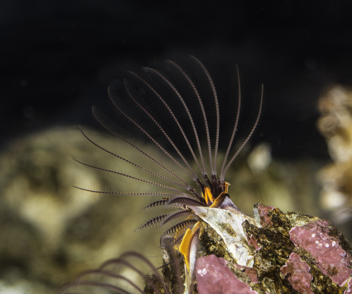 What are Barnacles? - Tynemouth Aquarium