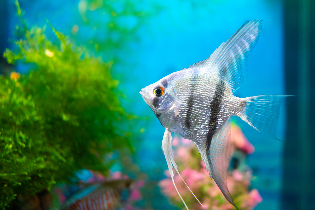 Most Colourful Fish in the World Revealed! - Tynemouth Aquarium