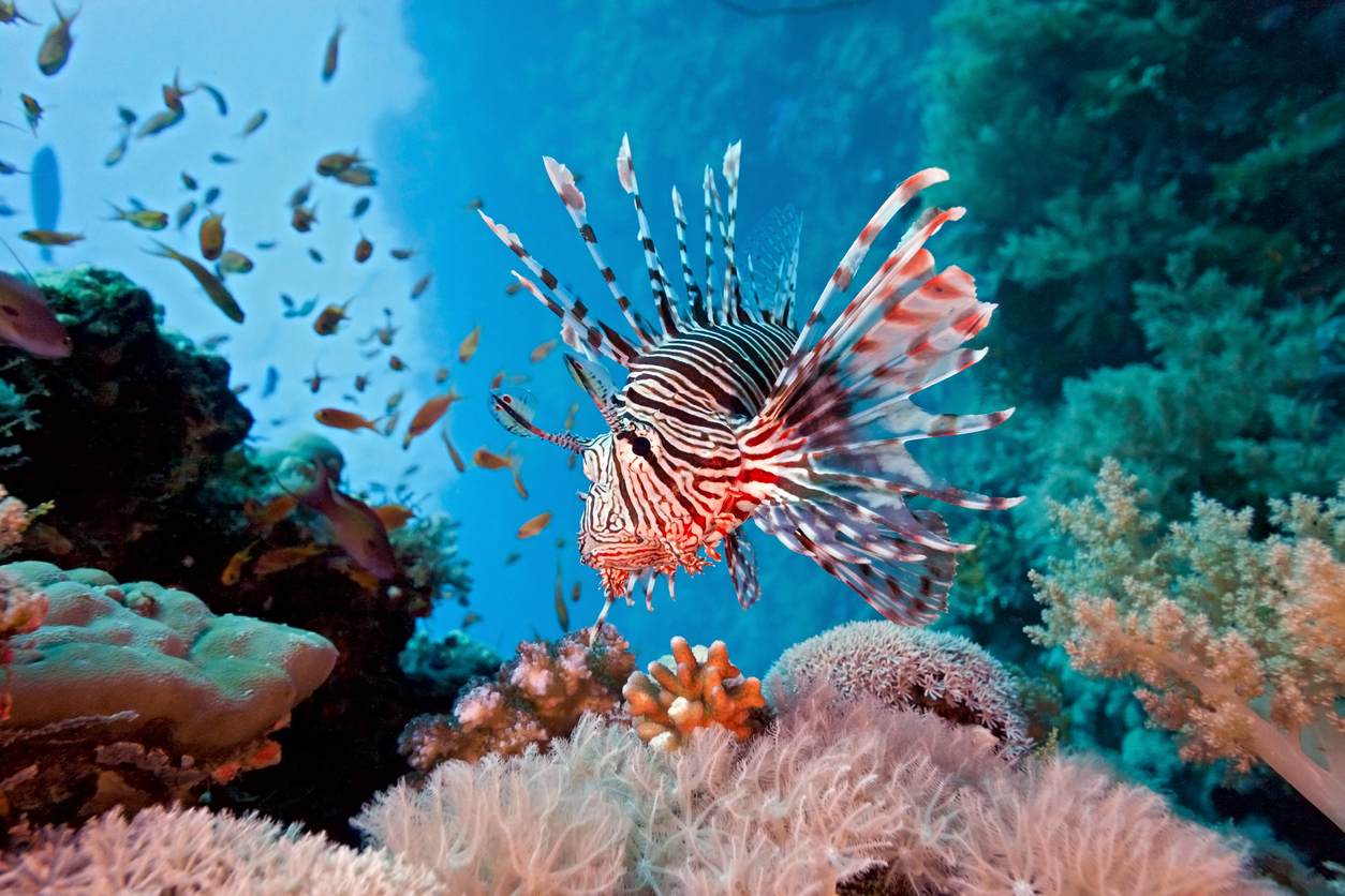 Meet the Fish that Swim Upside Down - Tynemouth Aquarium