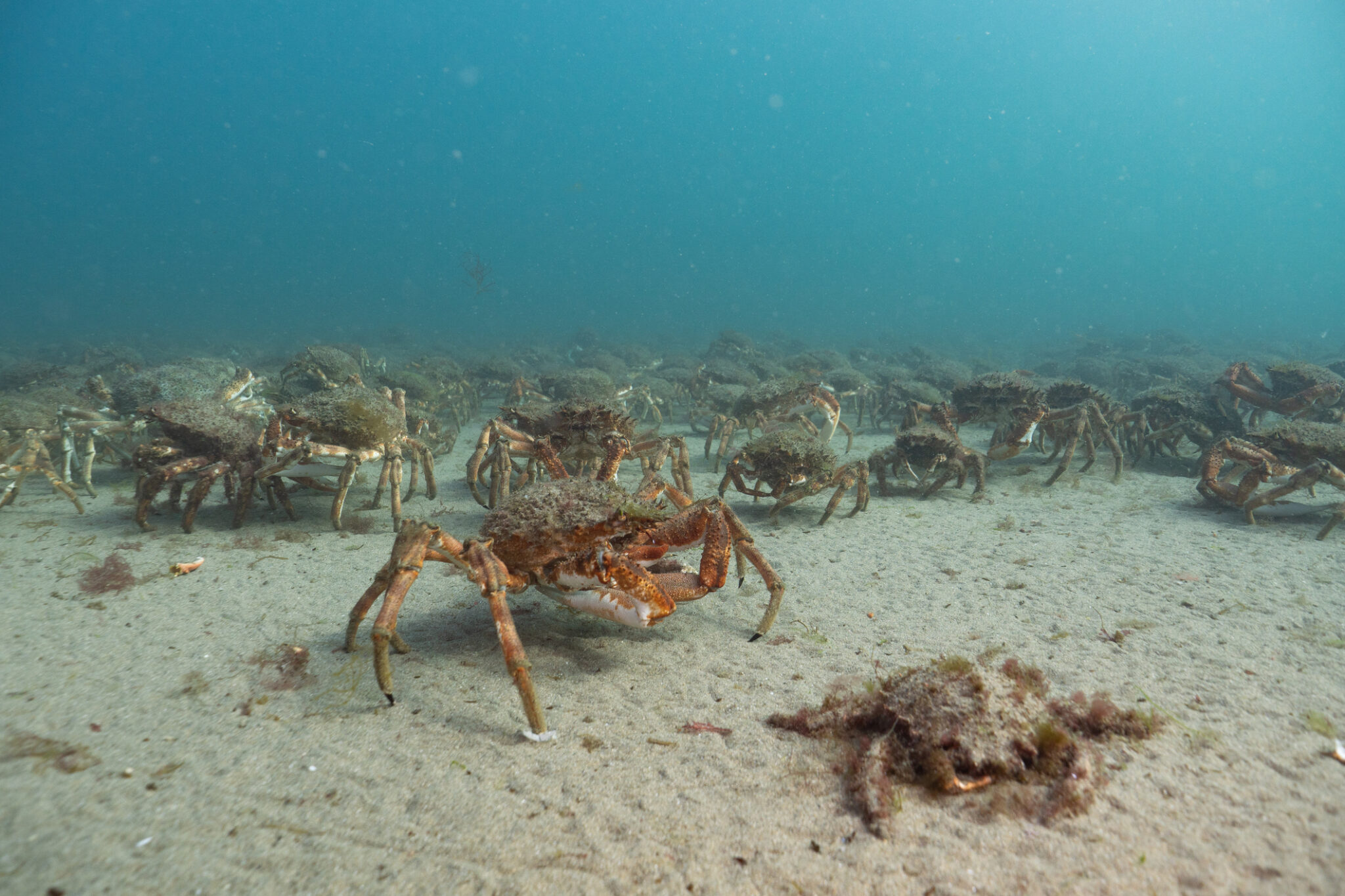 Everything You Need to Know About Crabs - Tynemouth Aquarium