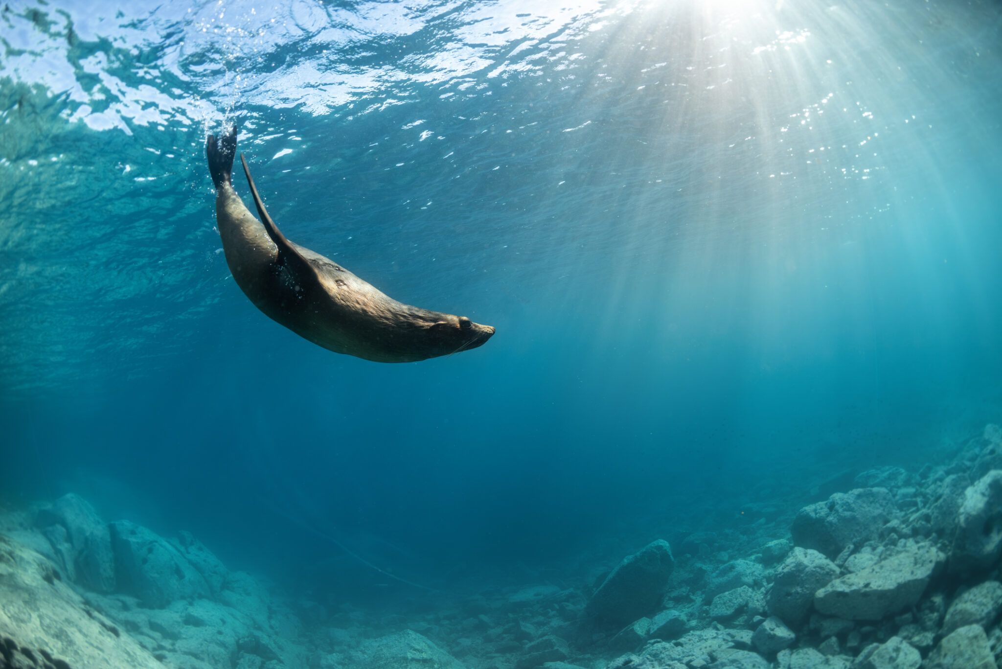 Everything You Need to Know About Pinnipeds - Tynemouth Aquarium