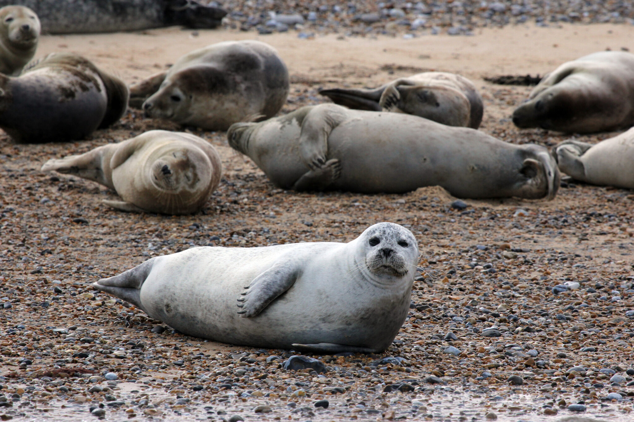 Everything You Need to Know About Pinnipeds - Tynemouth Aquarium