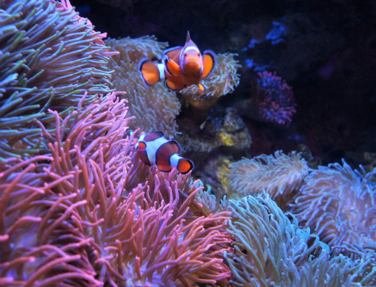 Taking a Look at the Different Types of Clownfish - Tynemouth Aquarium
