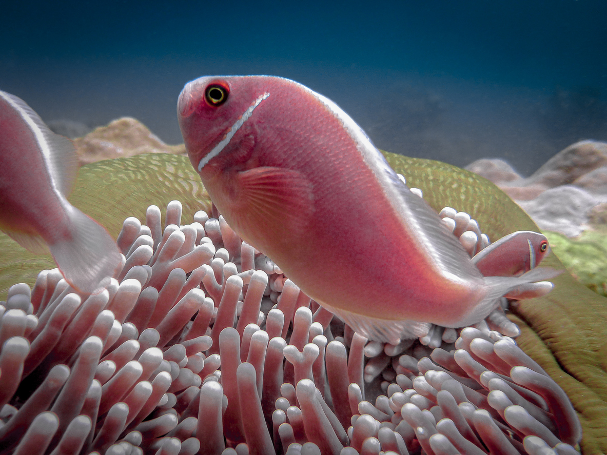 Taking a Look at the Different Types of Clownfish - Tynemouth Aquarium