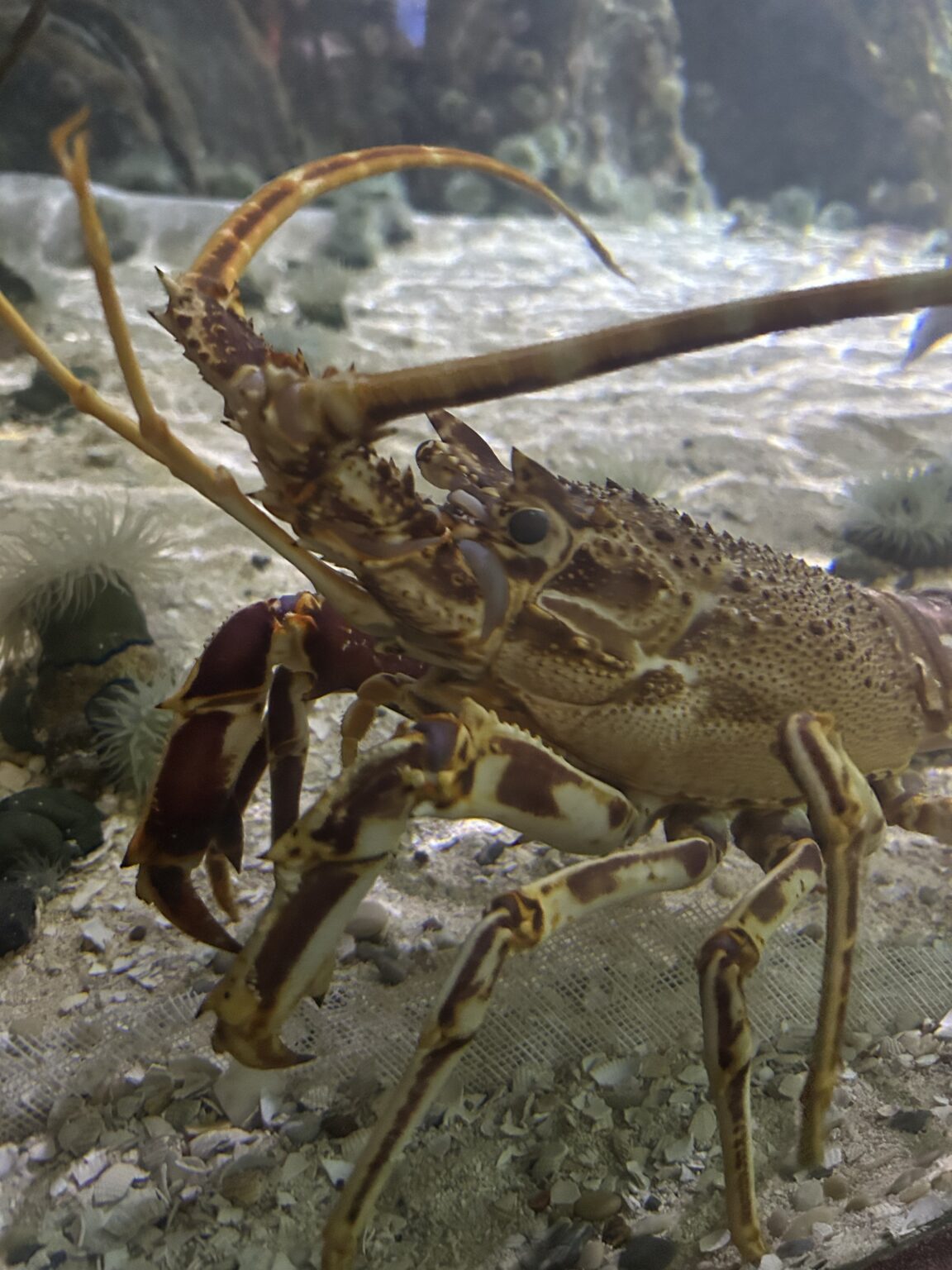 Anatomy of a Lobster Explained - Tynemouth Aquarium