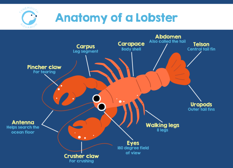 Anatomy of a Lobster Explained - Tynemouth Aquarium